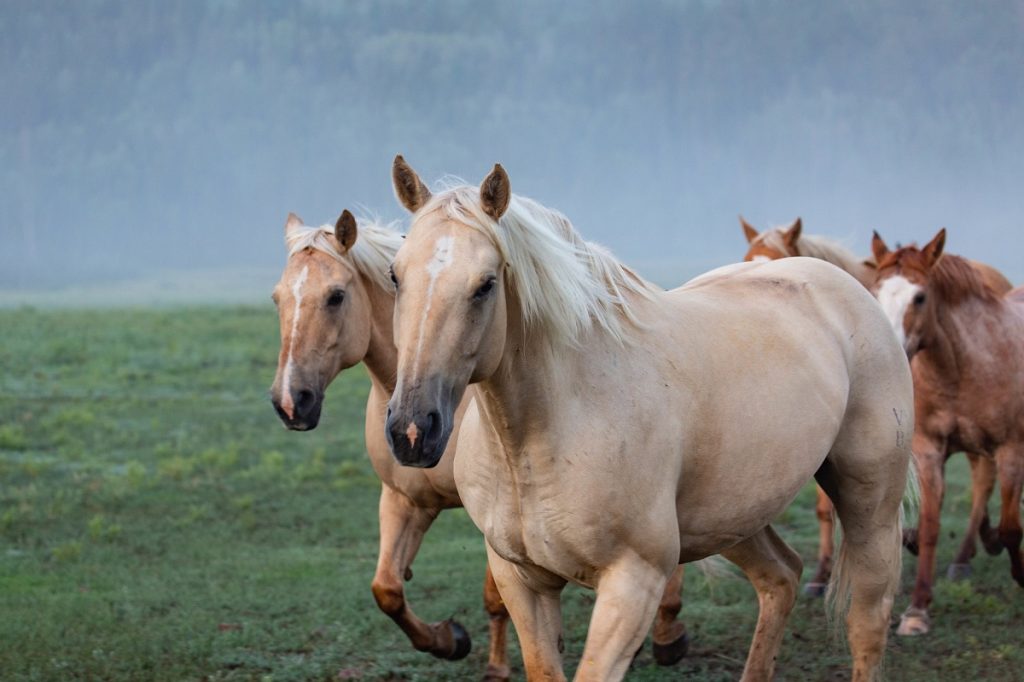 What Colors Can Horses See and How It Affects Their Behavior - Domestic ...