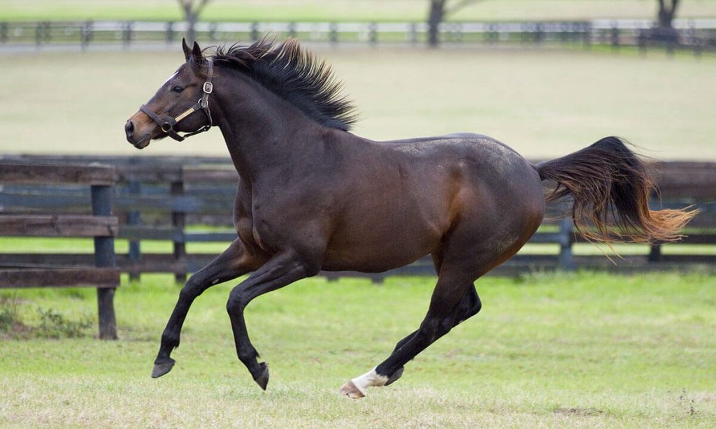 Colors Of Thoroughbred Horses: Recognized Shades And Coat Patterns ...